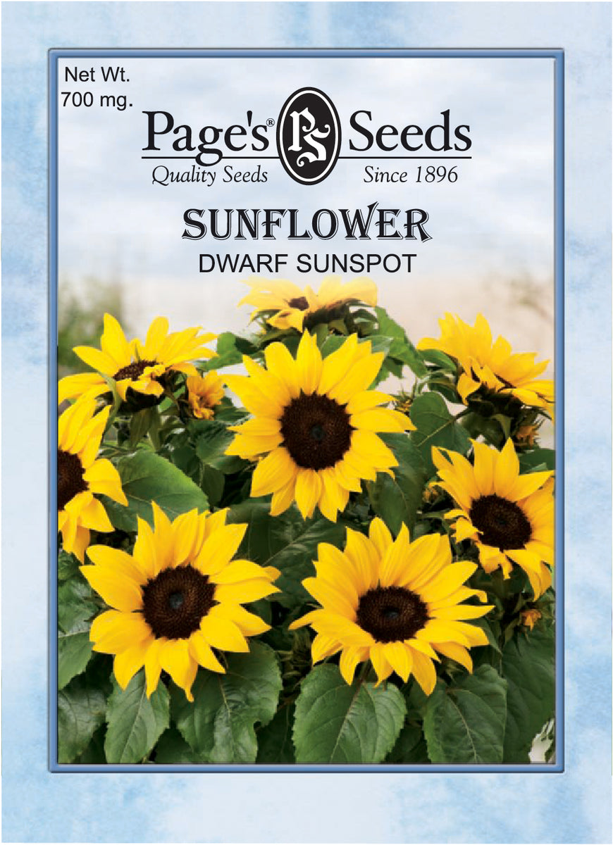 Sunflower - Dwarf Sunspot - Packet of Seeds – Green Thumb Nursery