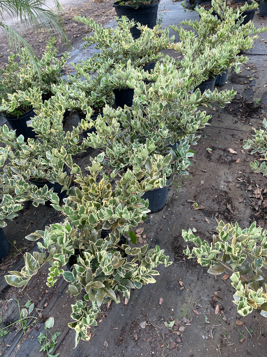Texas Ligustrum – Green Thumb Nursery