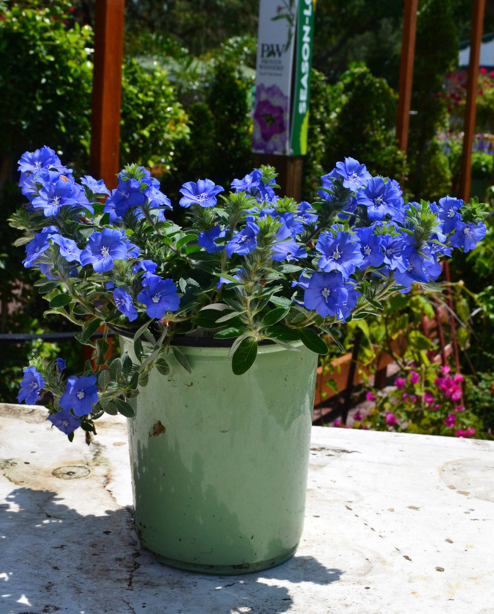 Blue My Mind (Dwarf Morning Glory) – Green Thumb Nursery