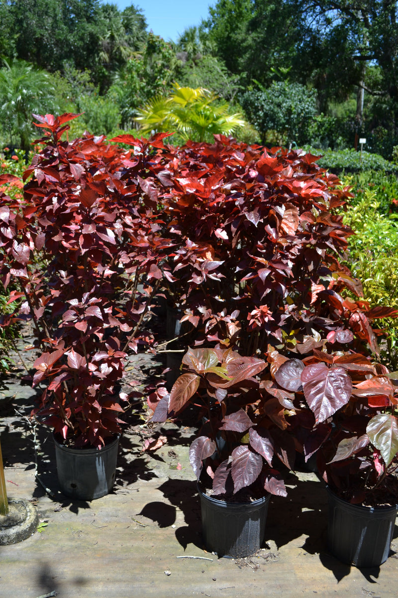 Copper Leaf – Green Thumb Nursery