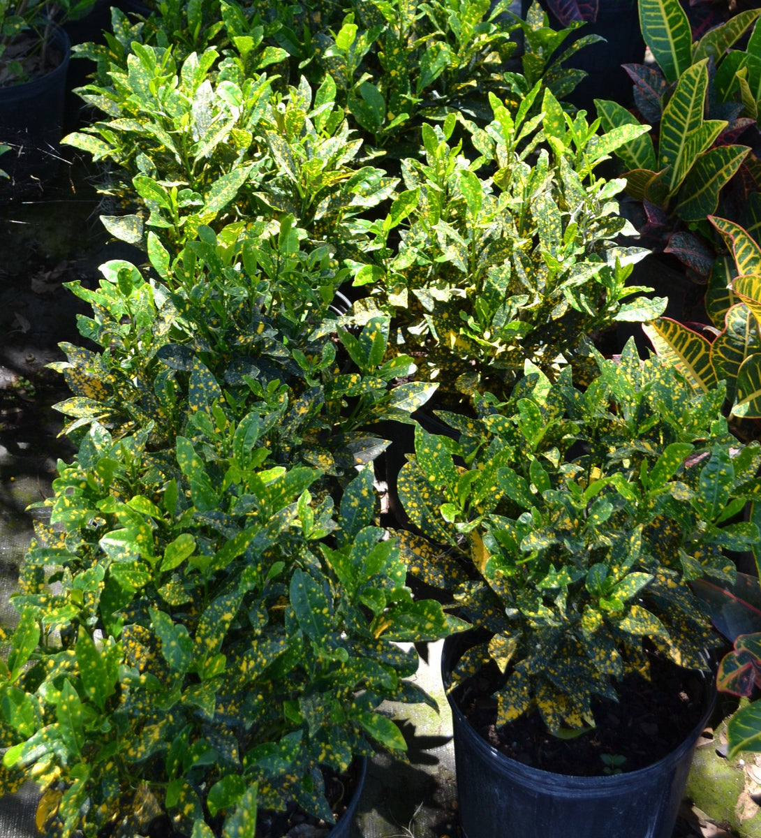 Croton - Gold Dust – Green Thumb Nursery