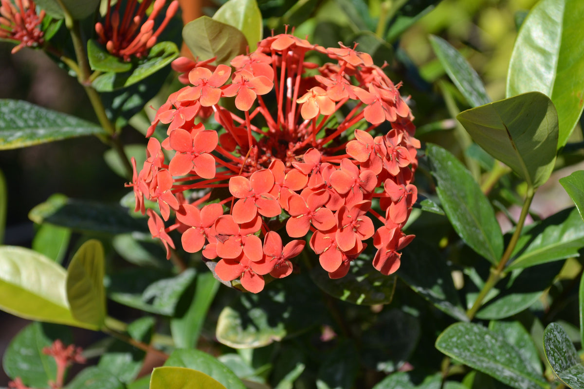Ixora - Maui Red – Green Thumb Nursery